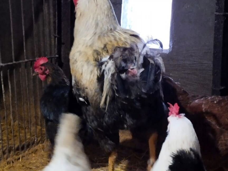 Инкубационное яйцо