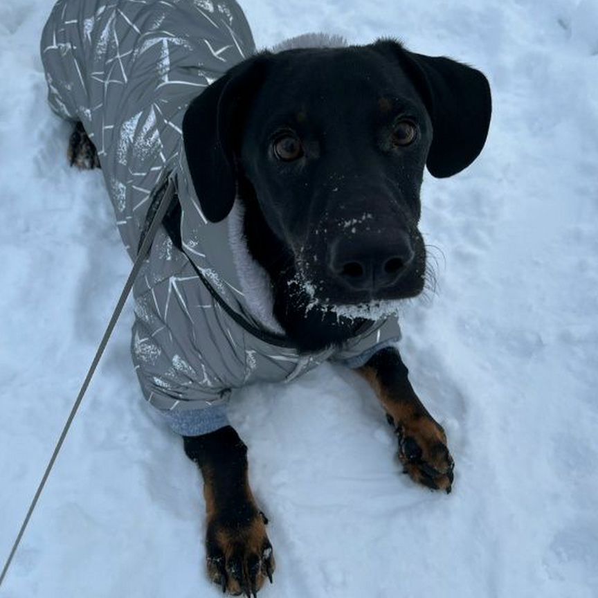 Такса, щенок