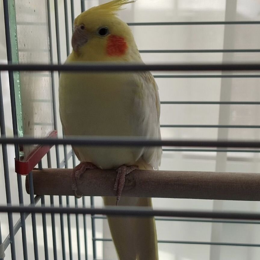 Попугай корелла