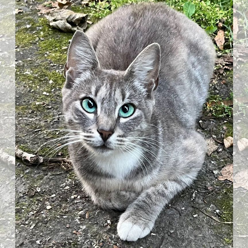 Взрослая кошка в добрые руки