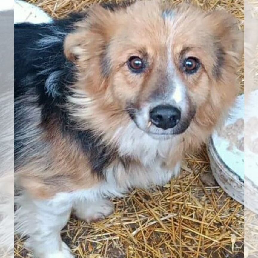 Домовенок Кузя