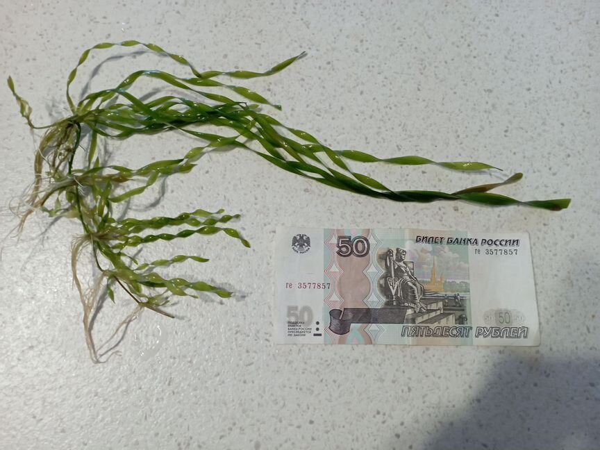 Аквариумные растения