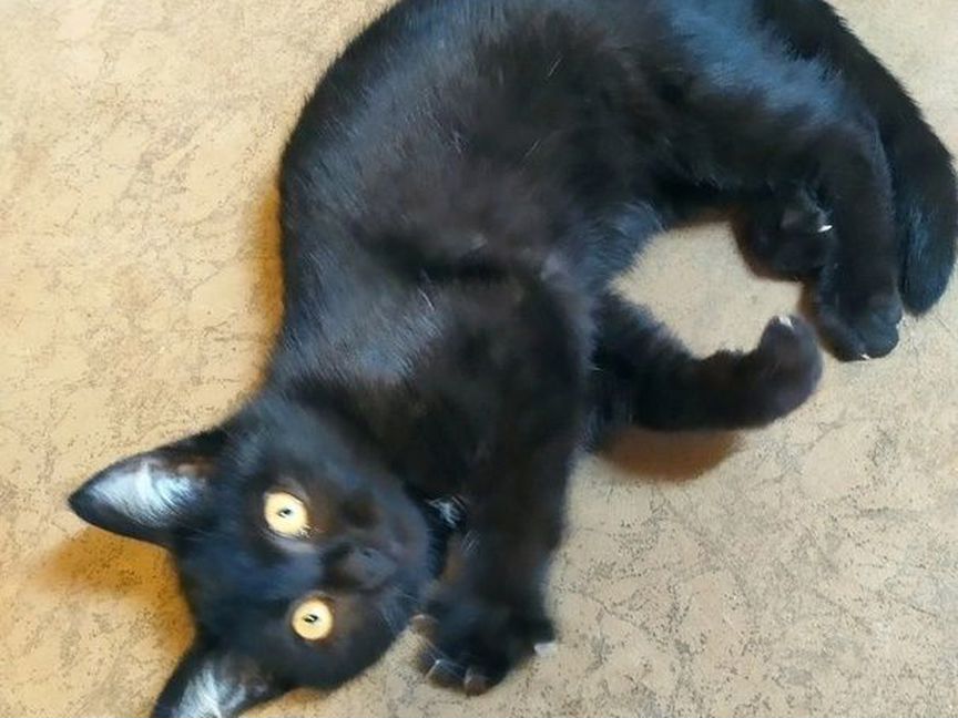 Котенок чернушка ищет добрые руки