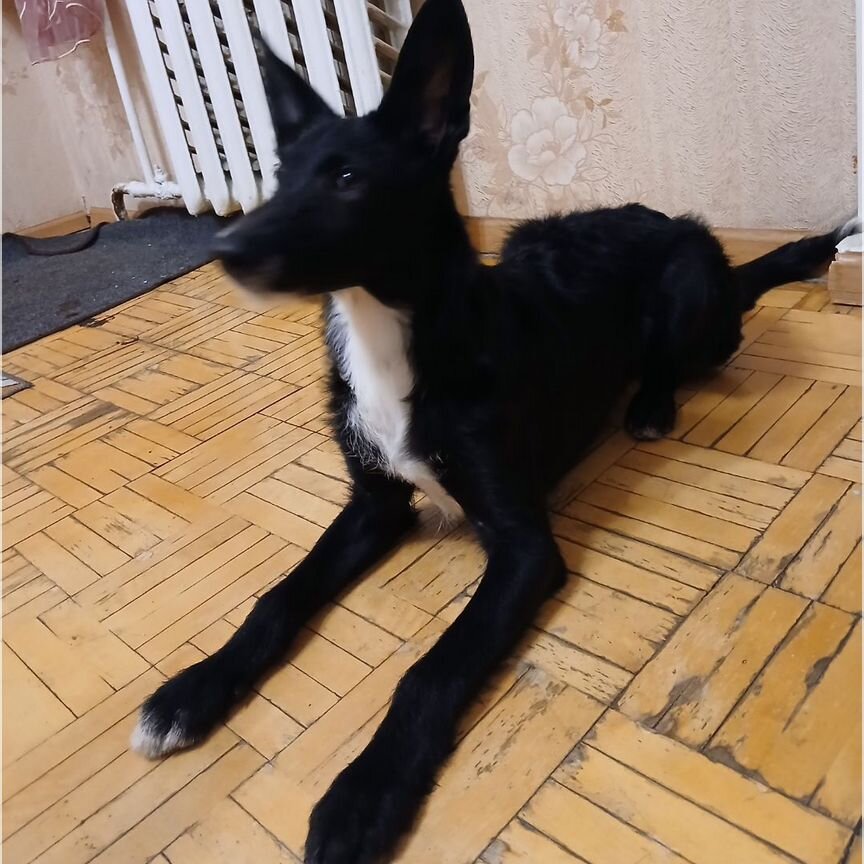 Щенок в добрые руки