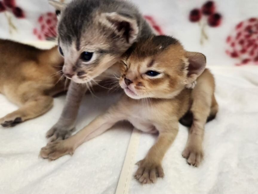 Абиссинские котята