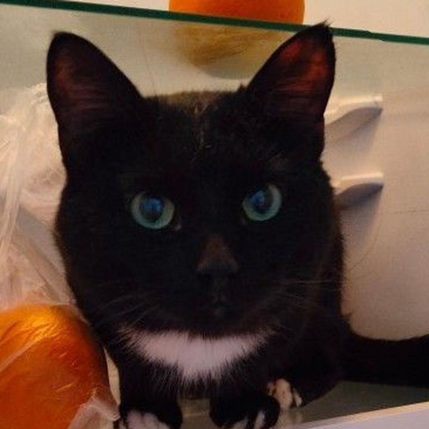 Черный кот в добрые руки