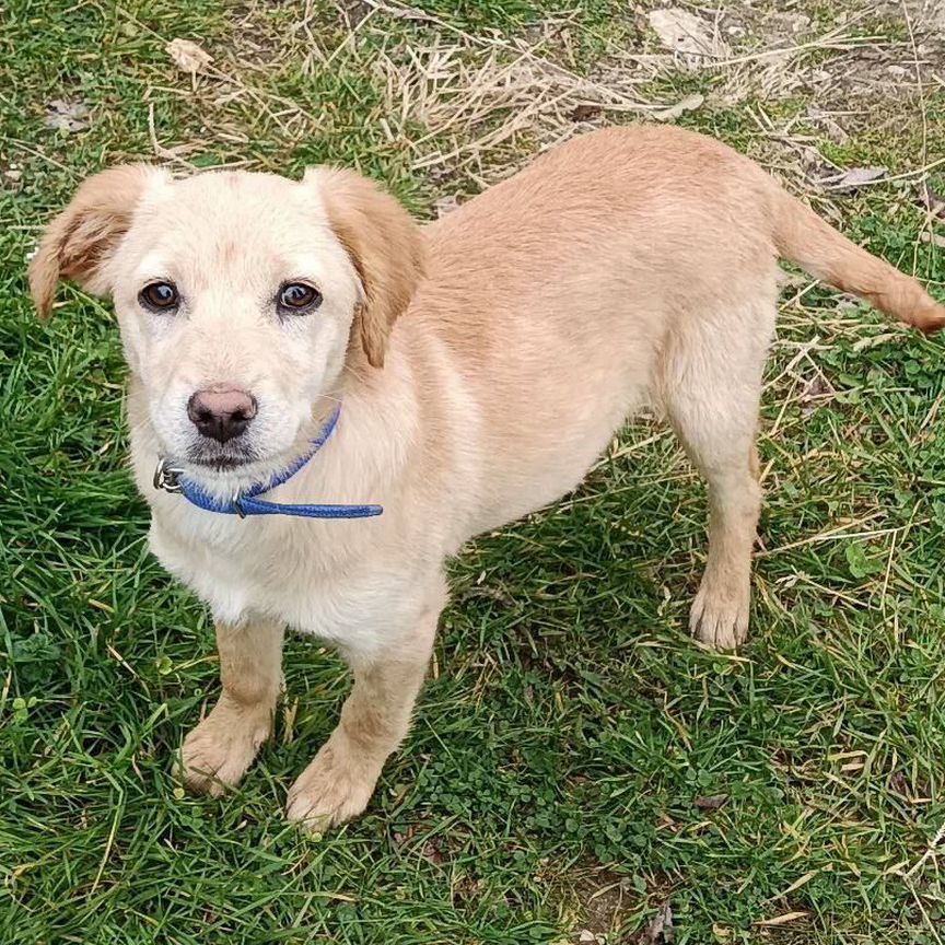 Щенок в добрые руки