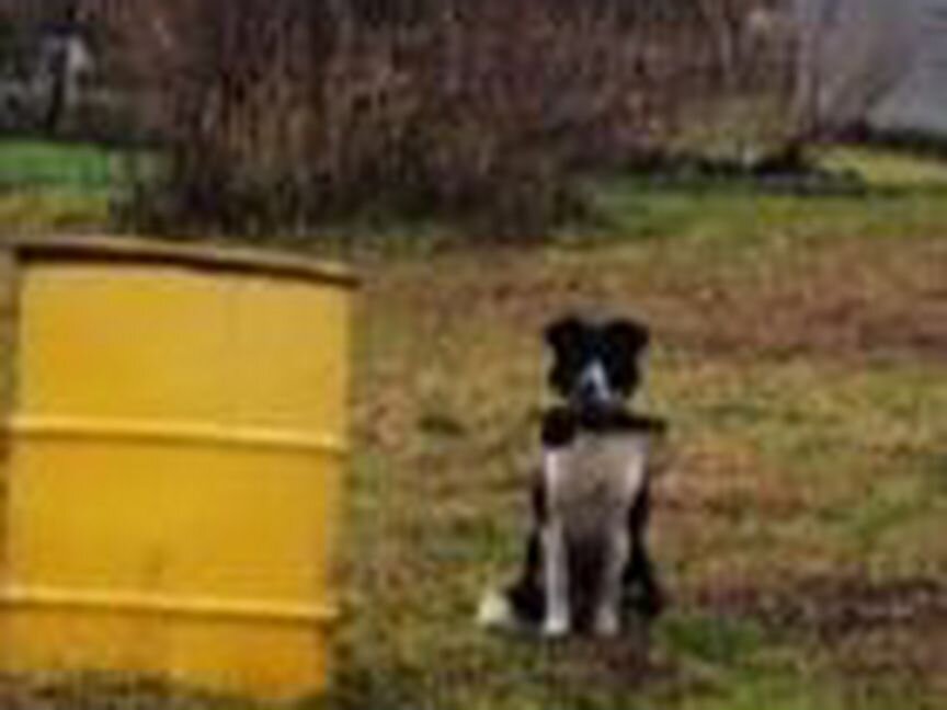 Собака в добрые руки. Она осталась одна на даче