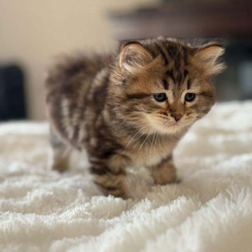 Сибирские котята