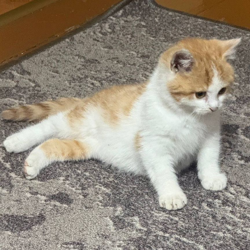 Котёнок в добрые руки