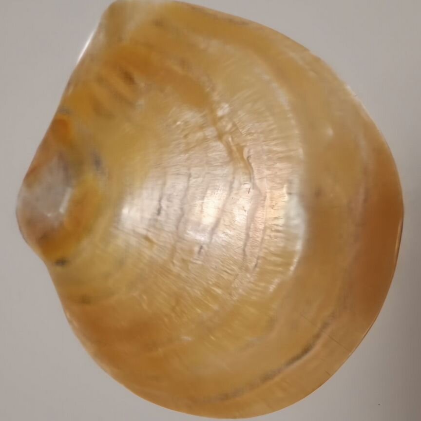 Перламутровая раковина