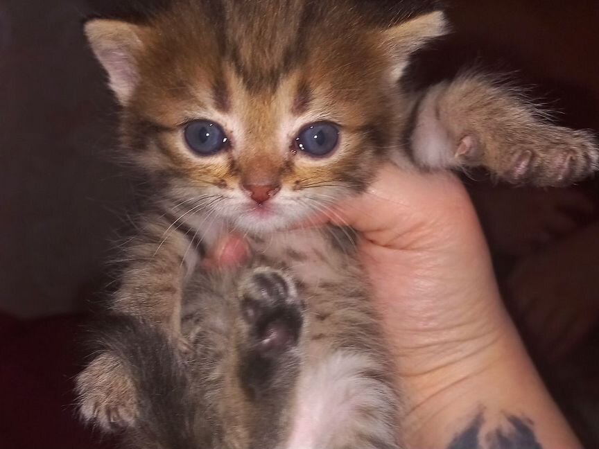 Котята от бенгала и шиншиллы