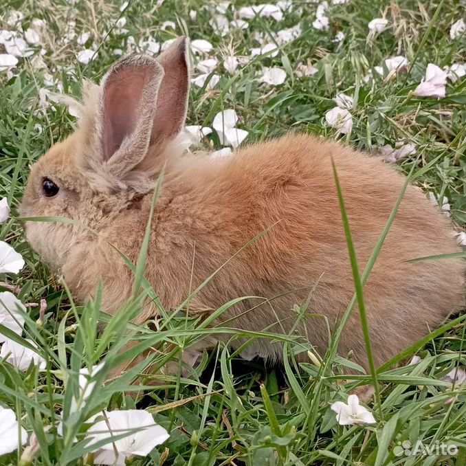 Крольчата декоративные