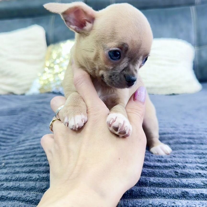 Чихуахуа, щенок