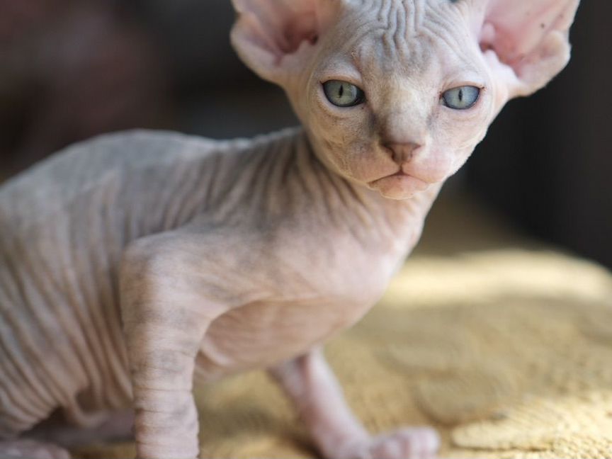 Канадский сфинкс котенок