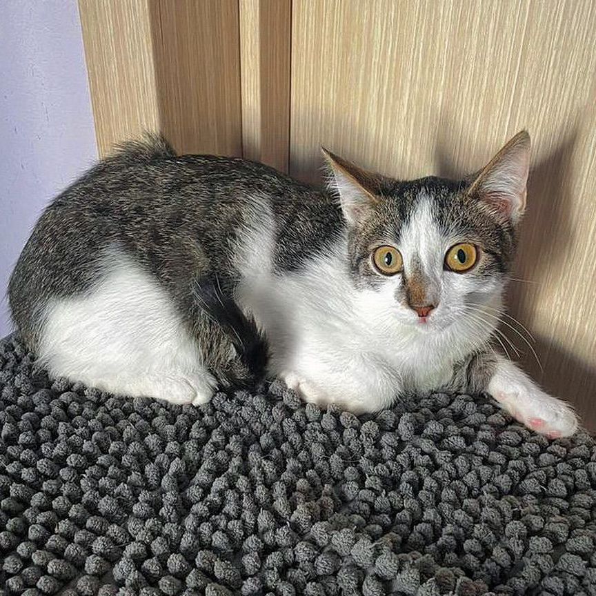 Котята в тёплый дом