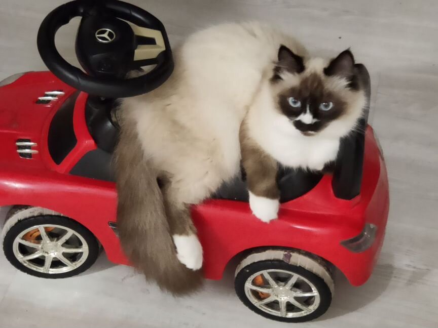 Кошка невская маскарадная