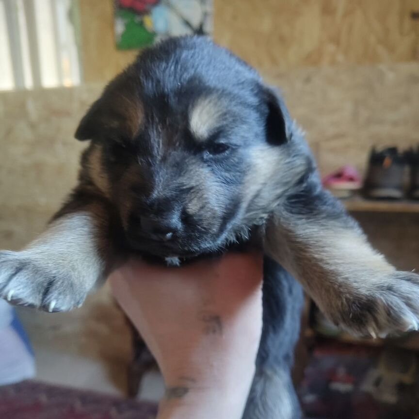 Немецкая овчарка, щенок