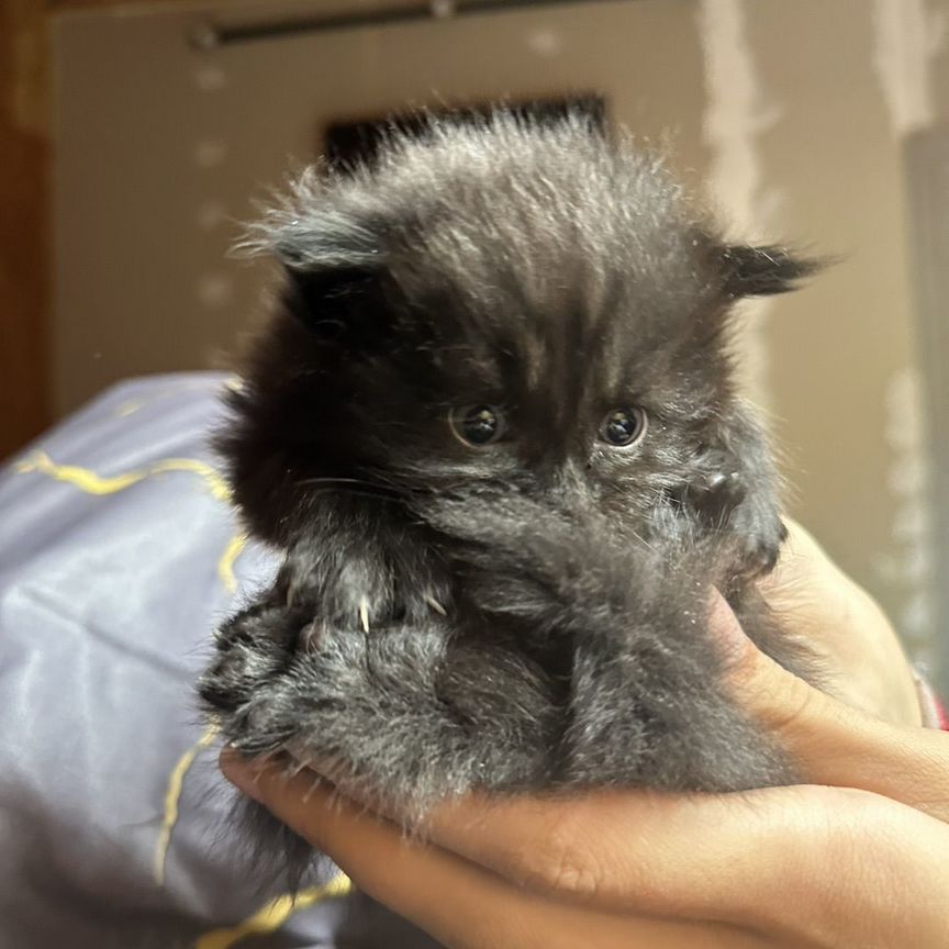 Котята от папы мейкуна