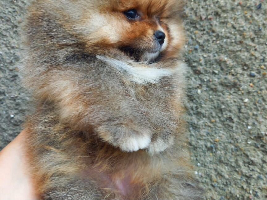 Малыши мишки померашки