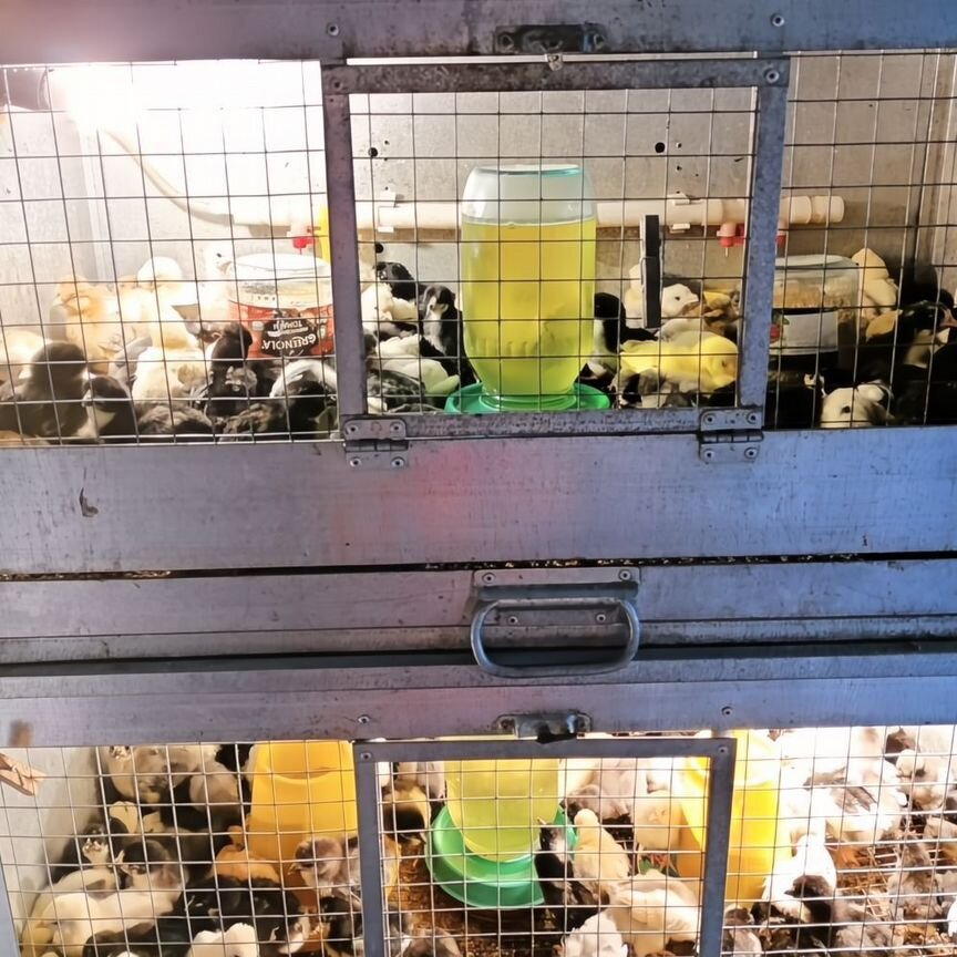 Цыплята мясо-яичные