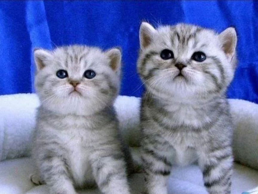 Британские