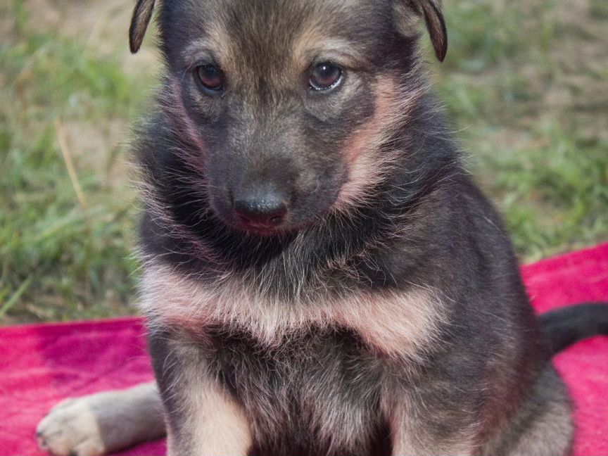 Милейший кутенок ищет дом