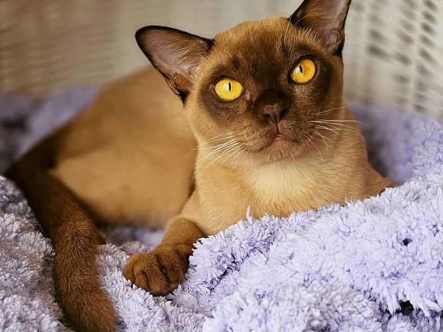 Котенок Европейской бурмы Винни