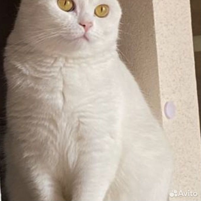 Британская короткошерстная кошка