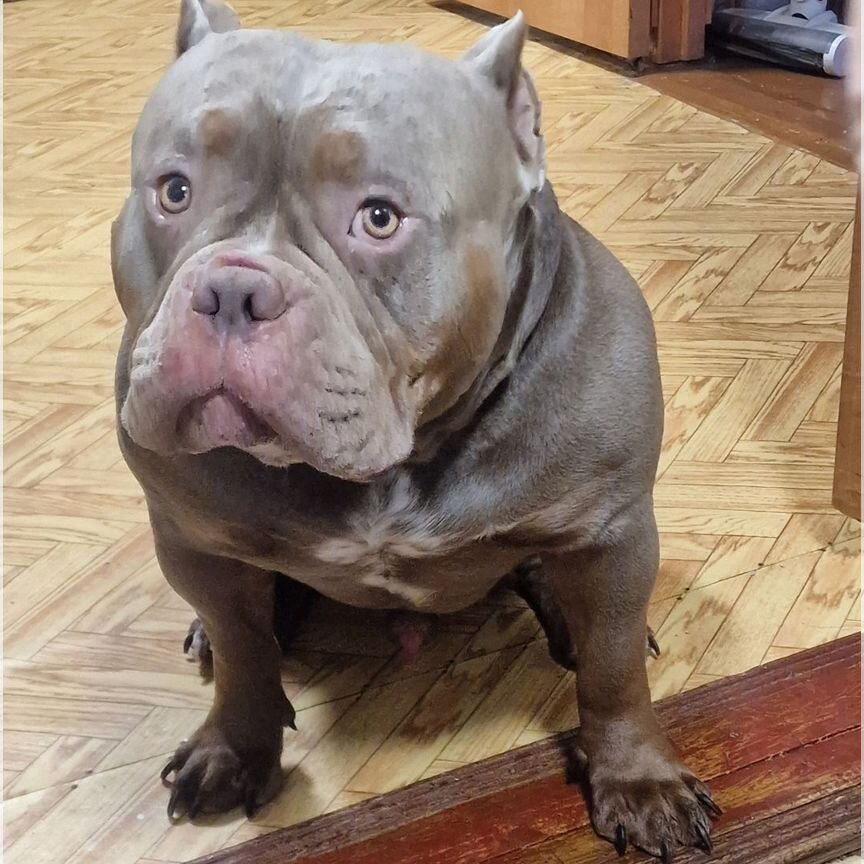 Американский булли, вязка