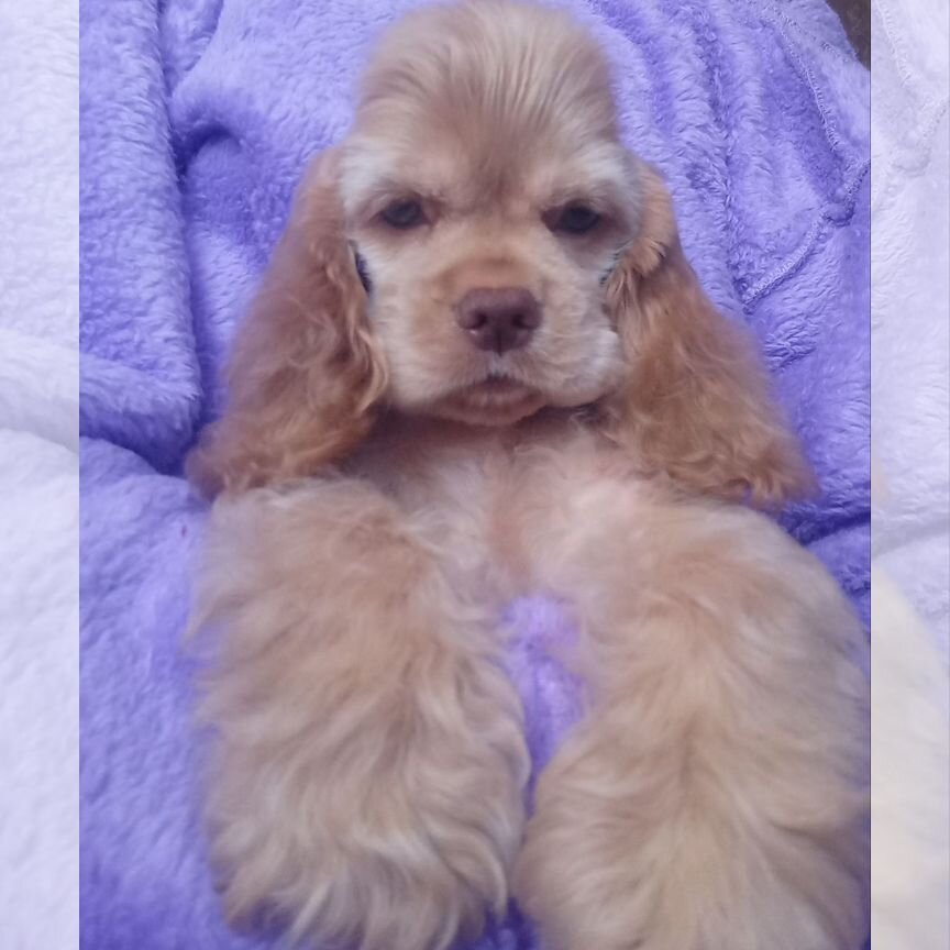 Американский кокер-спаниель, щенок