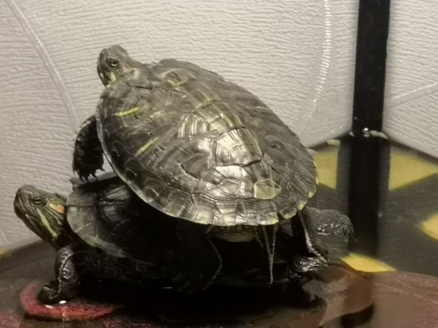 Красноухая черепаха с аквариумом