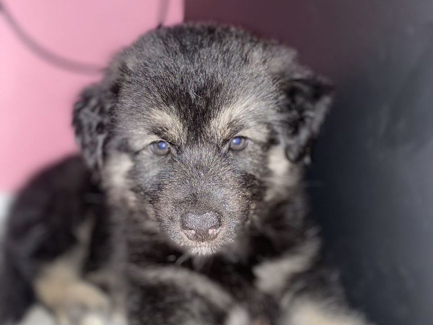 Щенок в добрые руки.звоните