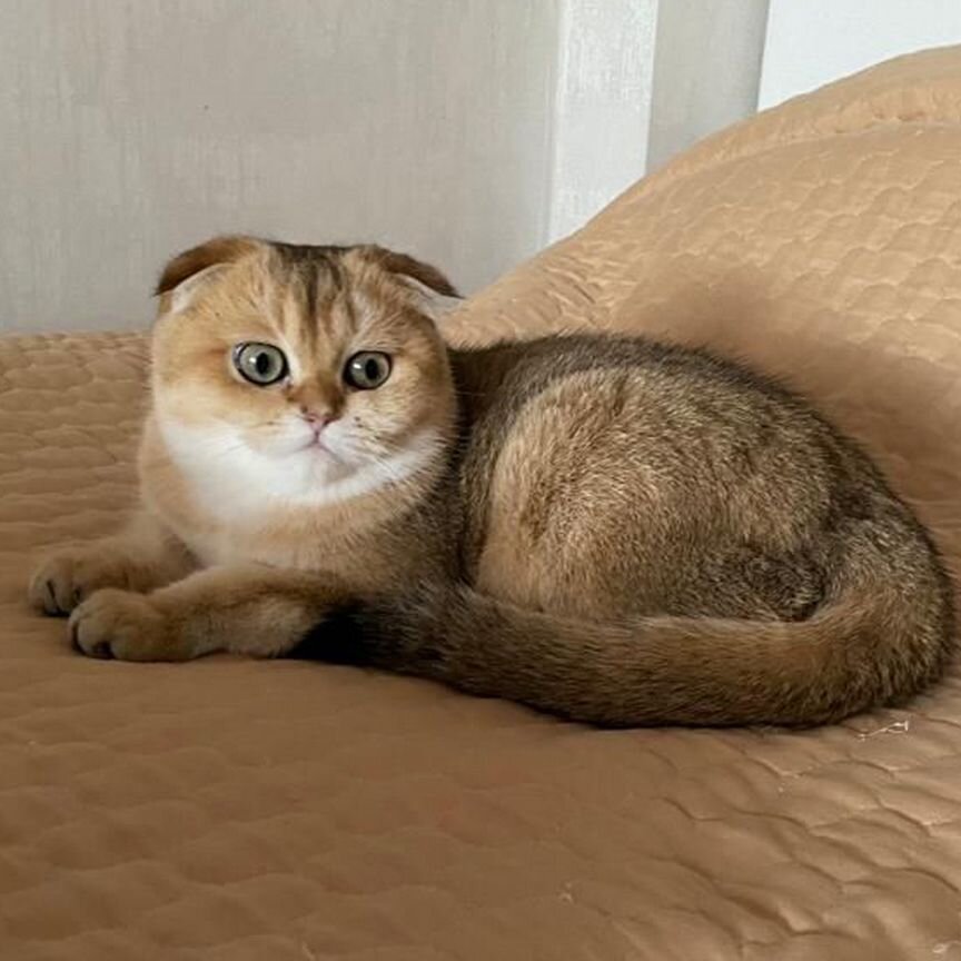 Шотландская золотая шиншилла