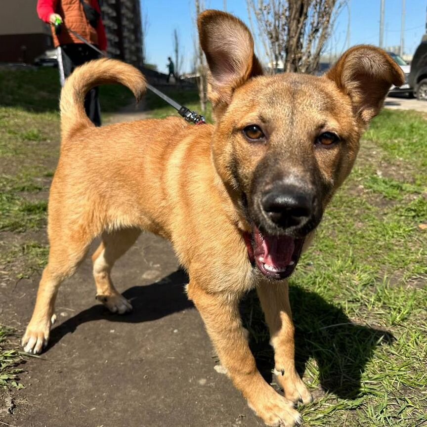 Щенок в добрые руки