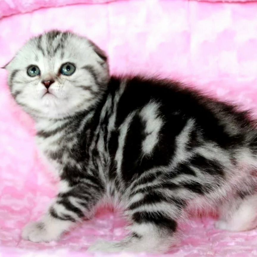 Шикарные мраморные Вислоушки)