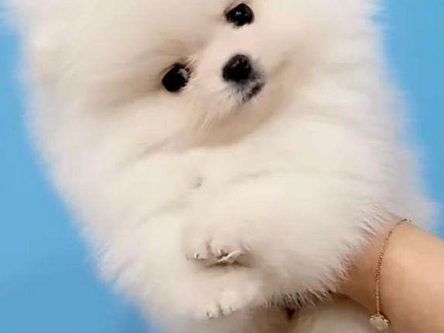 Очаровашка померанского шпица