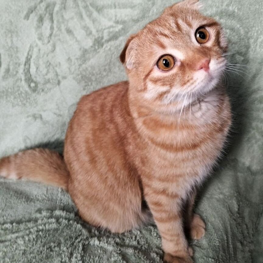 Шотландский вислоухий короткошёрстный котёнок