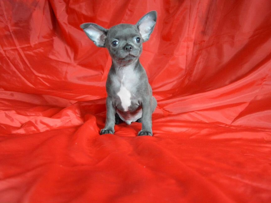 Арни - мальчик красавчик голубого краса