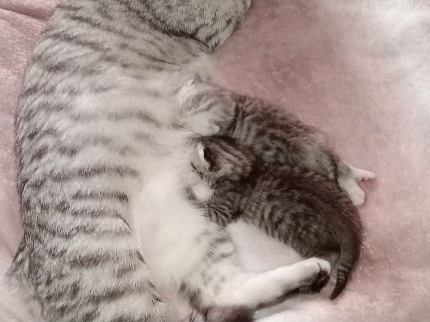 Шотландские веслоухие котята