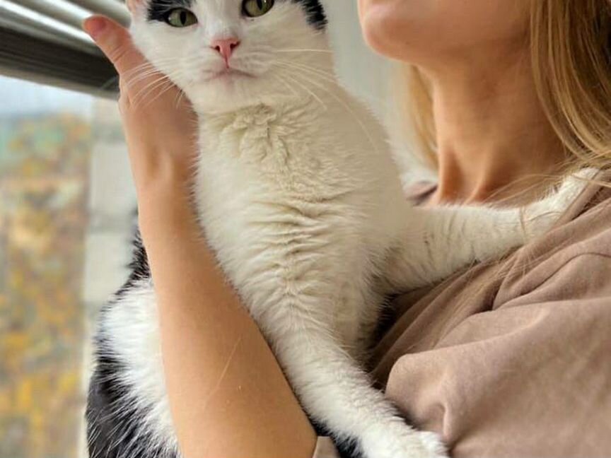 Кошка в добрые руки