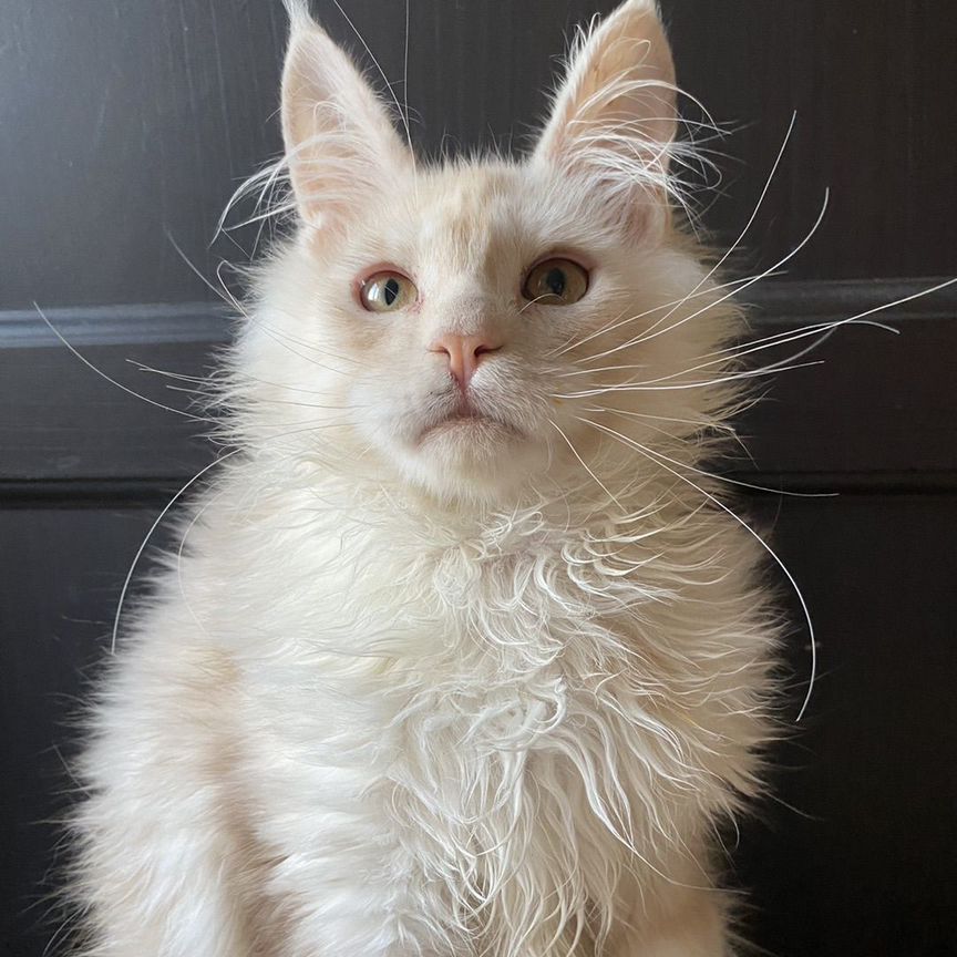 Котёнок мейнкун