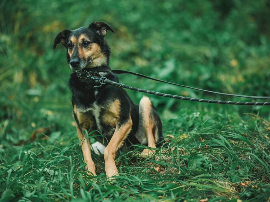 Маленькая собачка в добрые руки из приюта