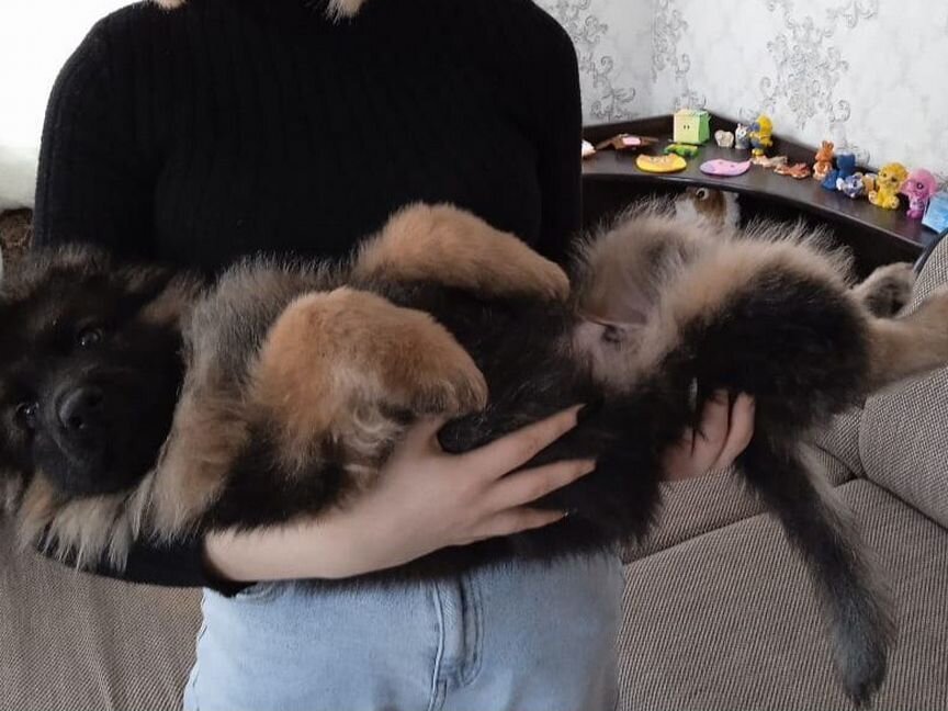 Чистокровный мальчик