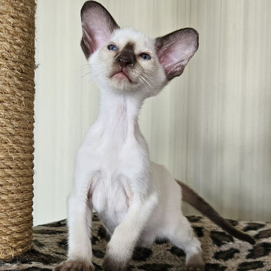 Ориентальный котёнок