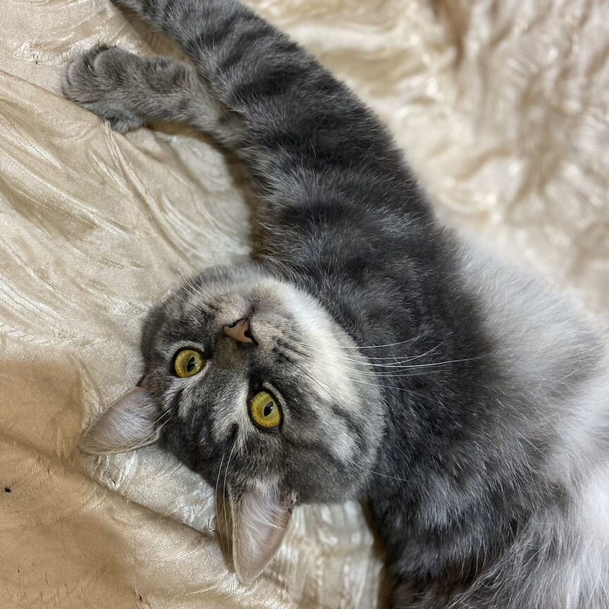 Котик в поисках любящей семьи