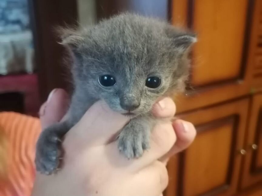 Котята 4 штуки бесплатно