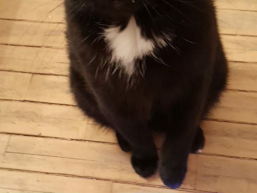 Кошечка Багира