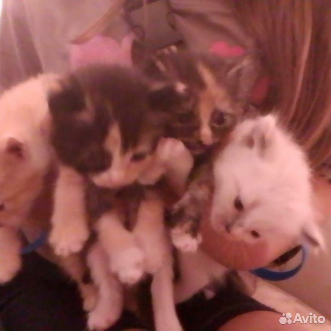 Котята 1 месяц,пушистые