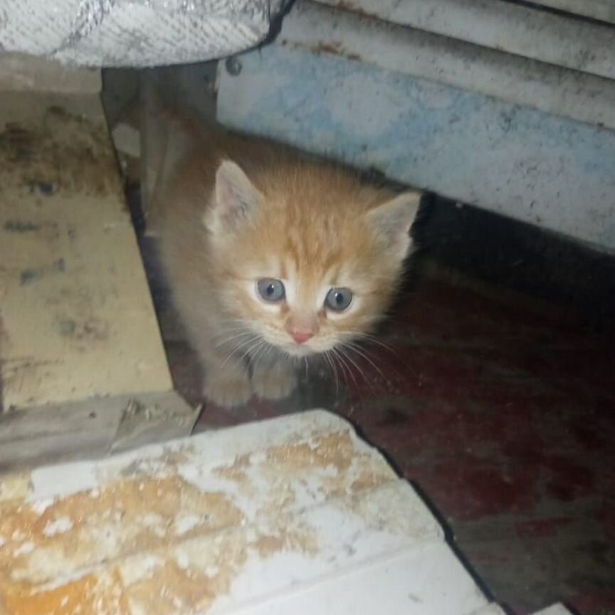 Котенок в добрые руки